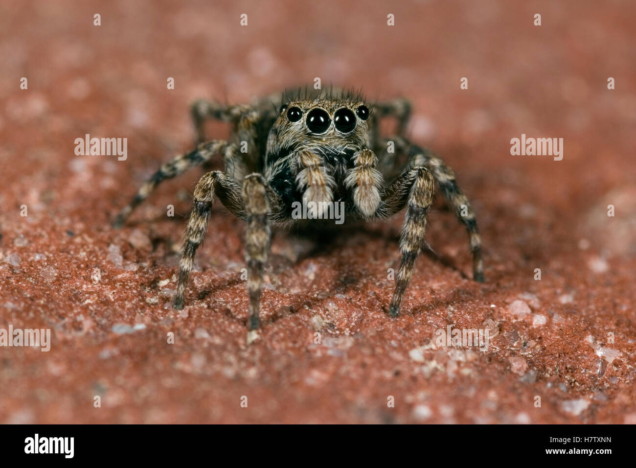 Jumping Spider (Sitticus pubescens) on wall, Thorn, Limburg ...