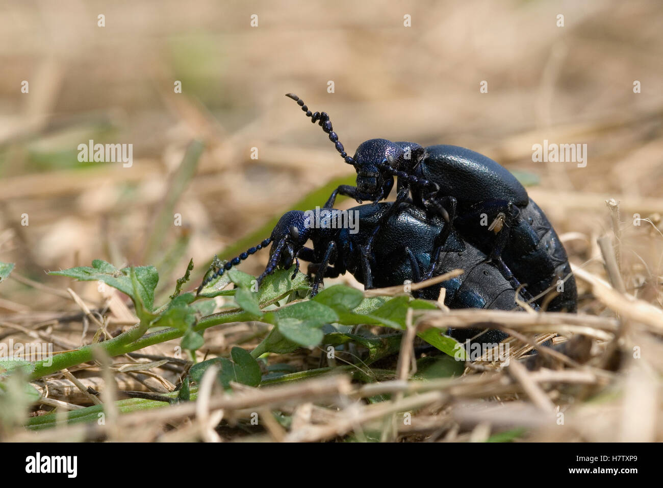 Black Oil Beetle (Meloe proscarabaeus) pair mating, Limburg, Netherlands Stock Photo - Alamy