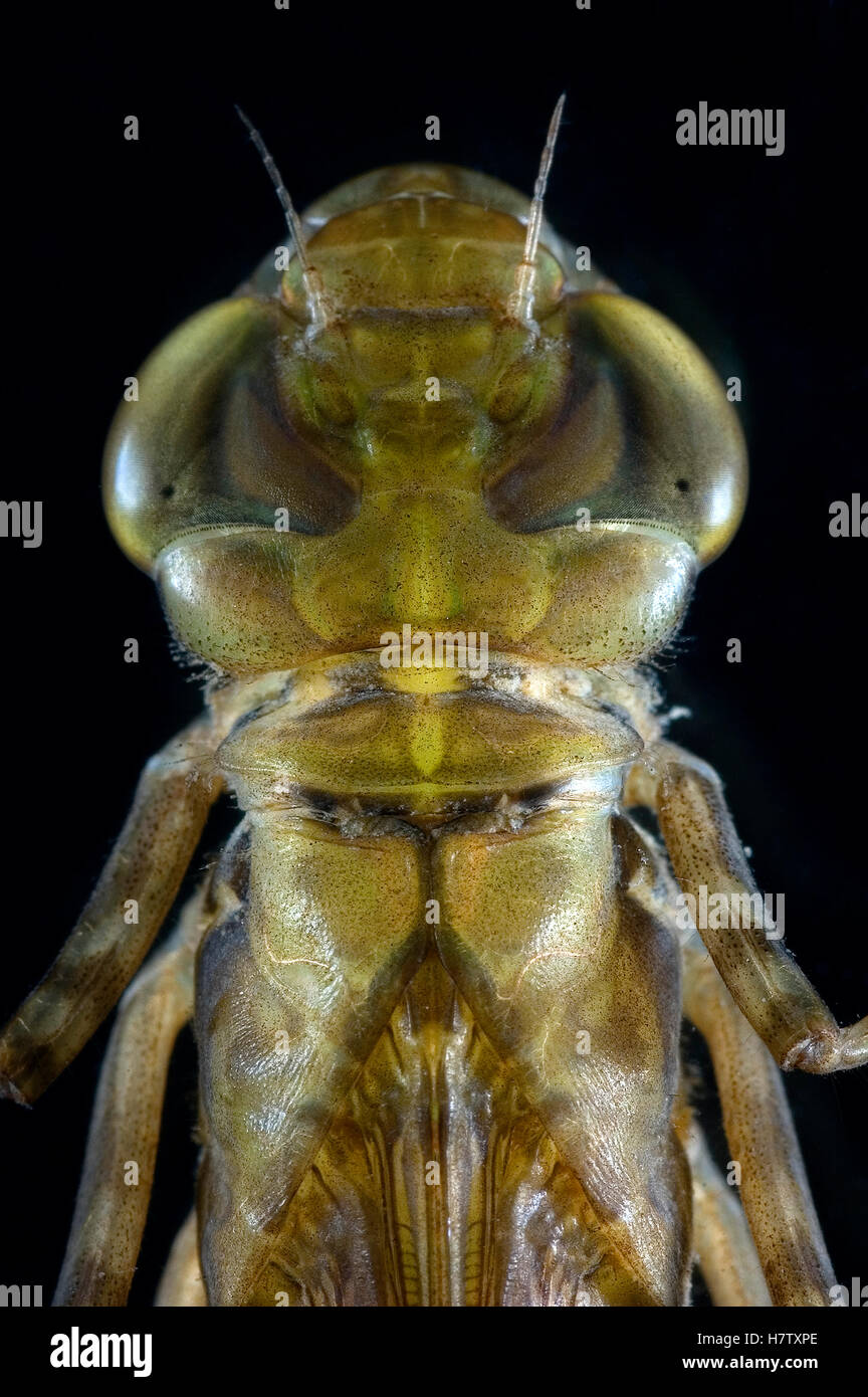 Emperor Dragonfly (Anax imperator) nymph, native to Europe Stock Photo ...