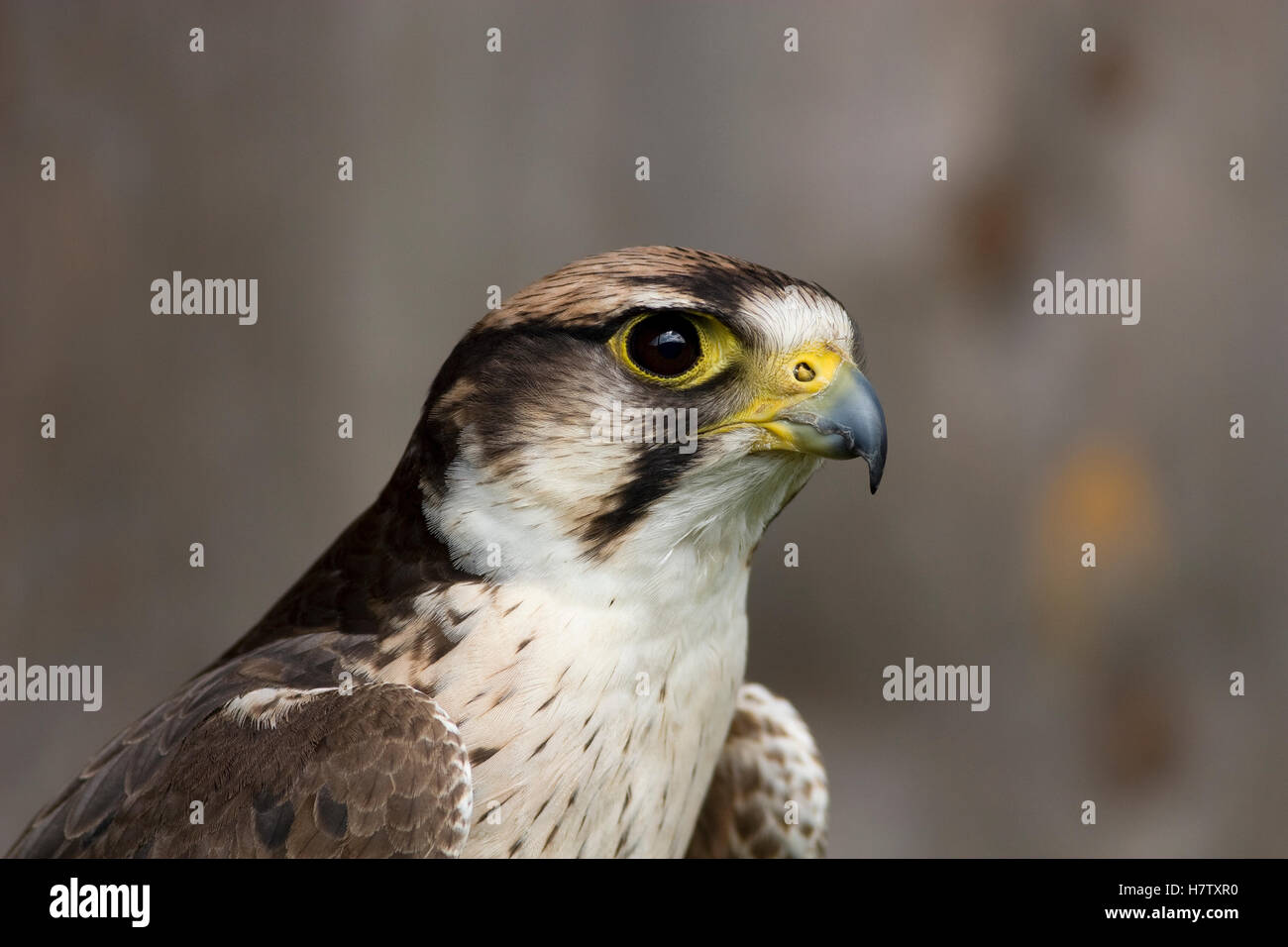 Lanner Falcon (Falco biarmicus) portrait, Switzerland Stock Photo - Alamy