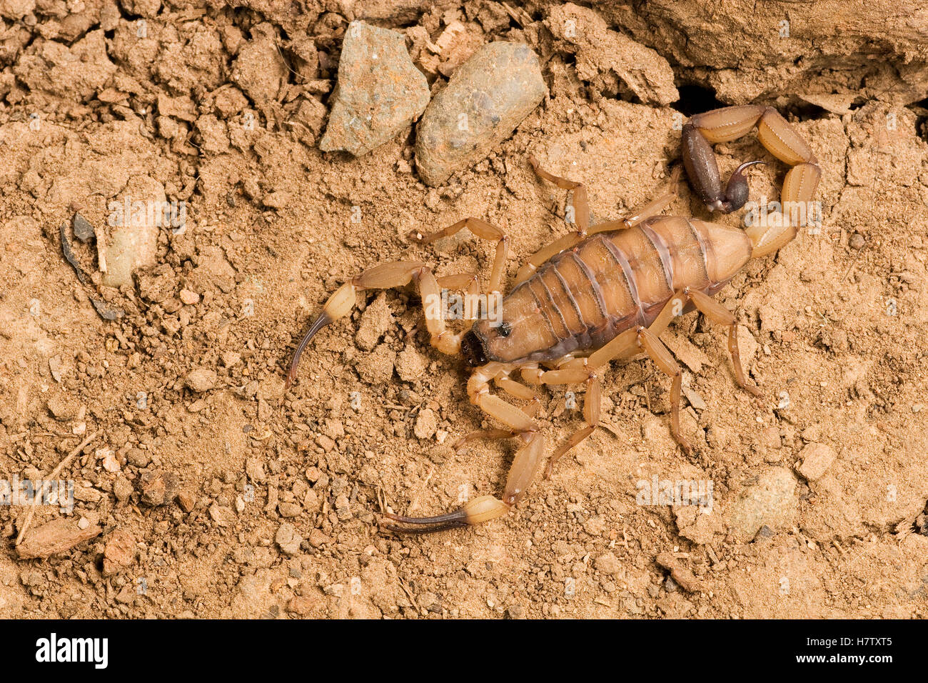Scorpion (Centruroides limbatus) in red earth, Costa Rica Stock Photo ...