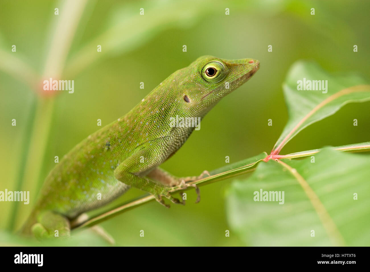 Neotropical Green Anole (Anolis biporcatus), Costa Rica Stock Photo - Alamy