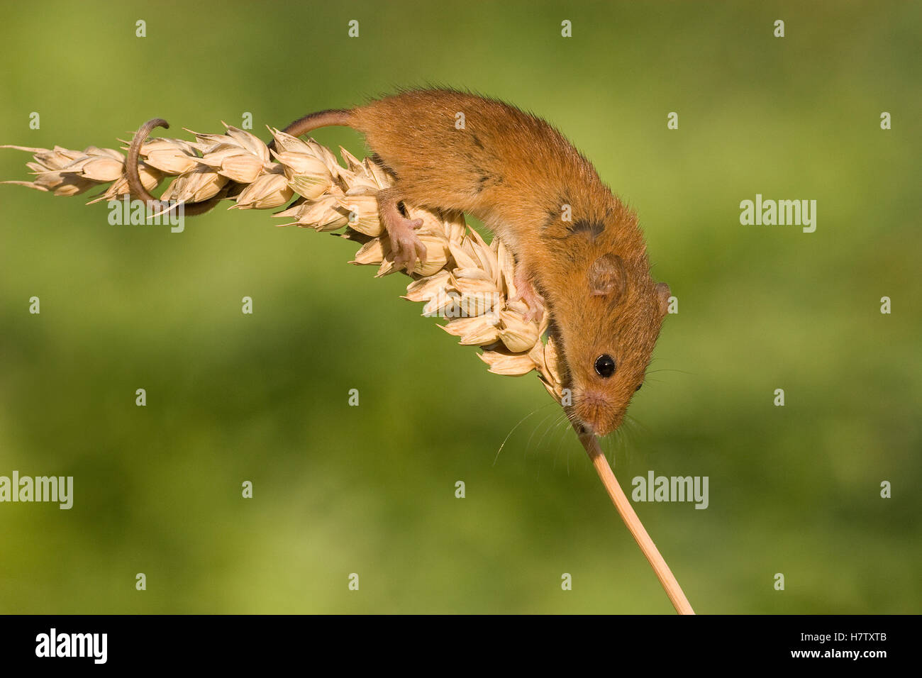 Harvest Mouse (Micromys minutus) on wheat stalk, Switzerland Stock ...