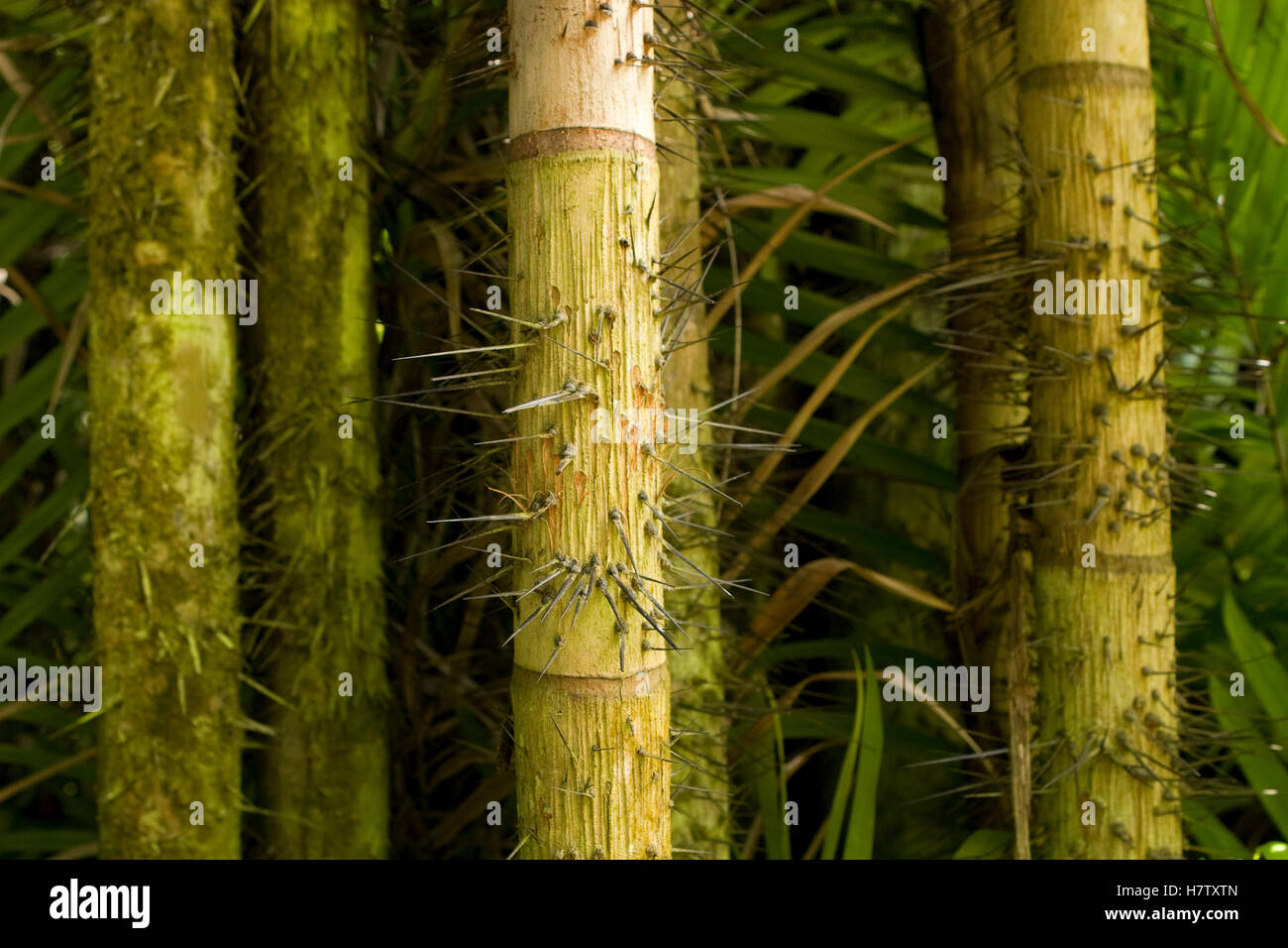 Spiny Palm (Oncosperma sp) trunk, Singapore Stock Photo - Alamy