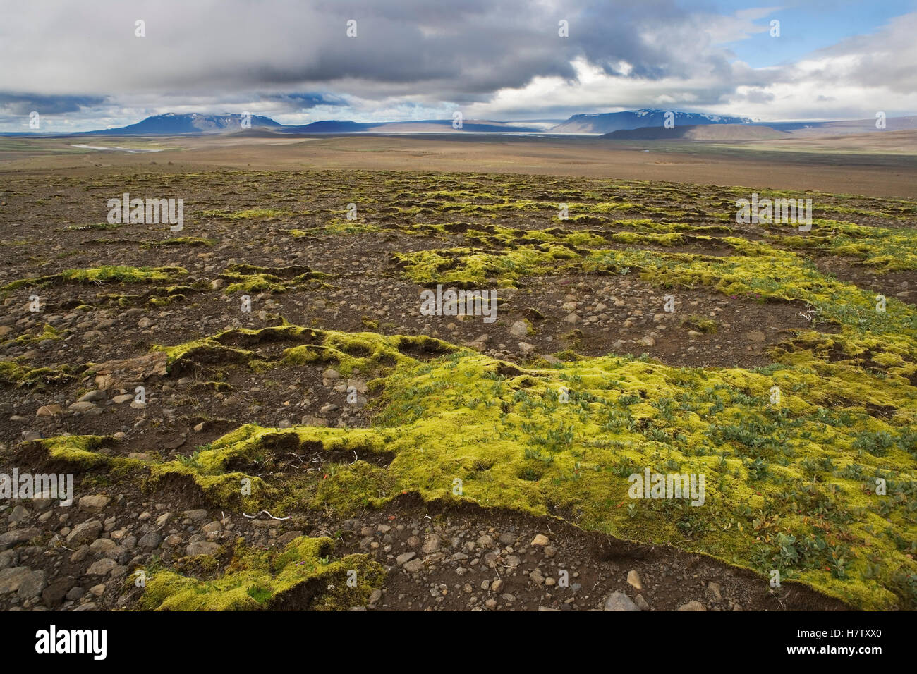 Tundra landscape with moss and mountains, Iceland Stock Photo - Alamy