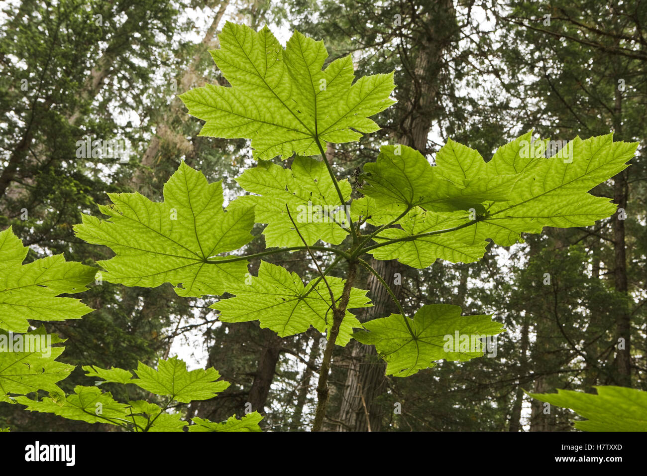Devil's Club (Oplopanax horridus) in temperate rainforest, Pacific Rim ...