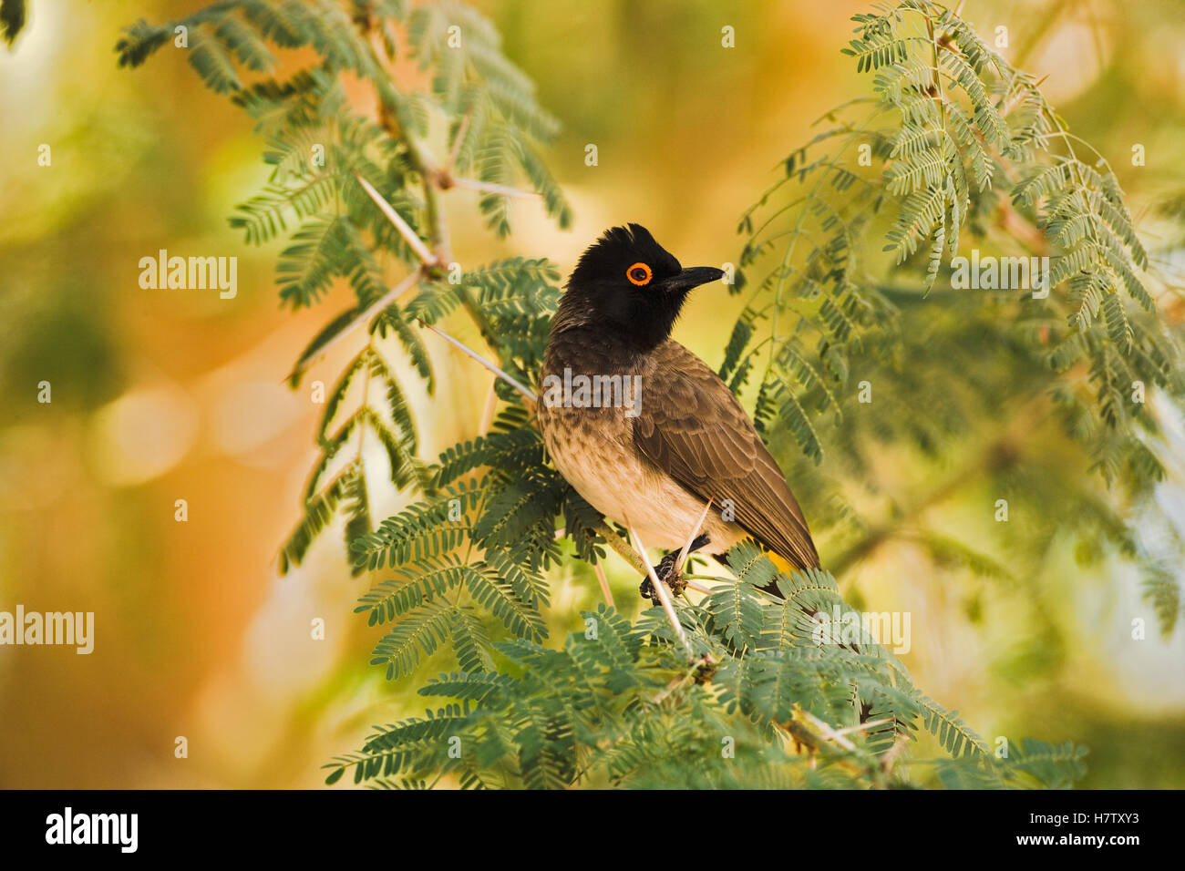 African Red-eyed Bulbul (Pycnonotus nigricans) perching on a twig in a ...