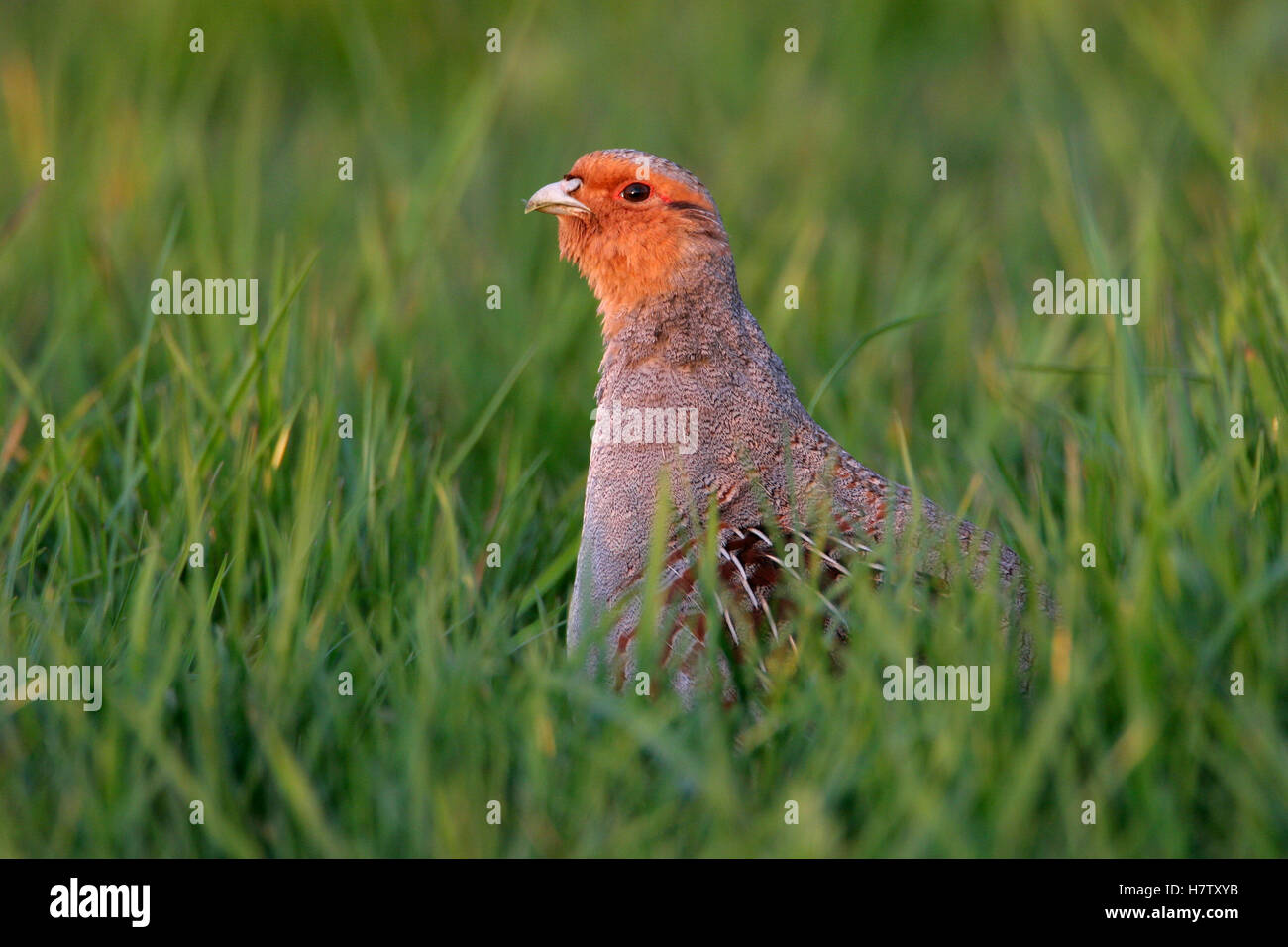 European Partridge (Perdix perdix) in meadow, Limburg, Netherlands ...