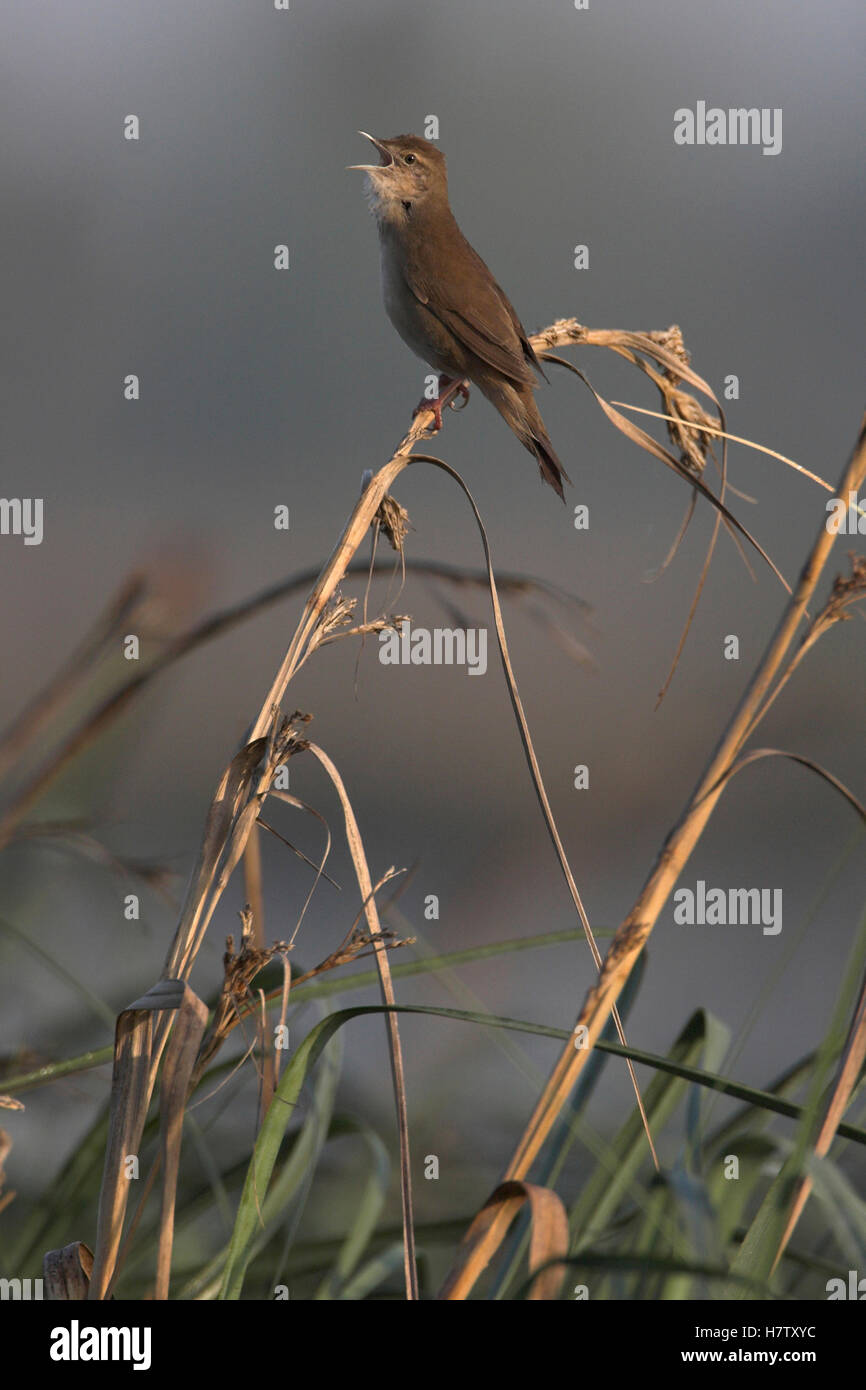 Savi's Warbler (Locustella luscinioides) singing, Kampen, Netherlands ...