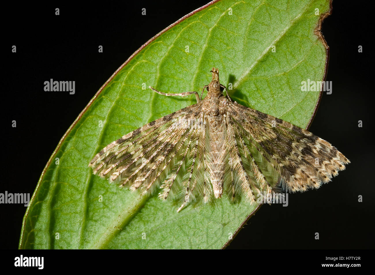 Twenty-plumed Moth (Alucita hexadactyla), Den Helder, Netherlands Stock ...