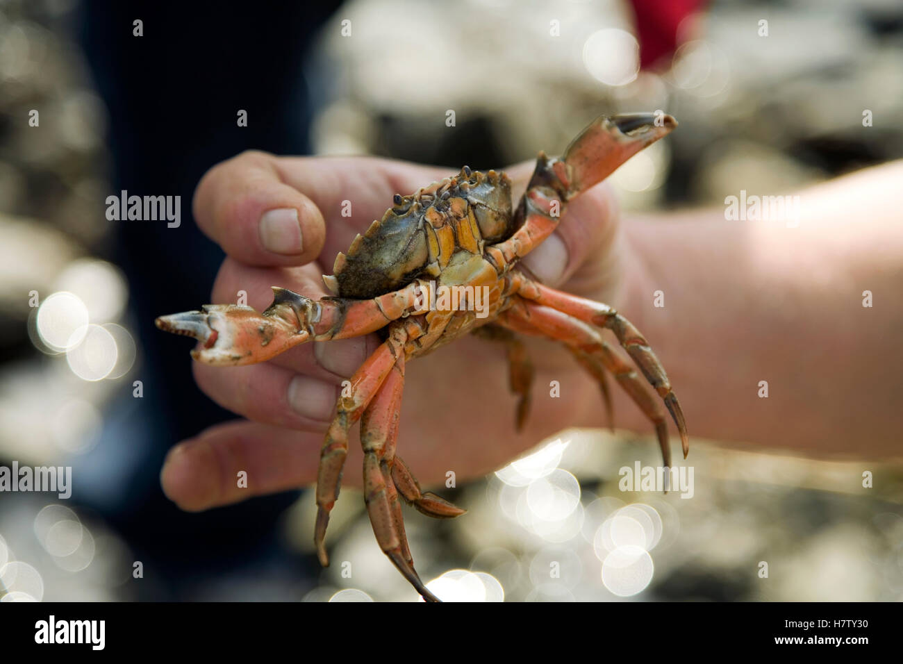 Common Shore Crab (Carcinus maenas) male, Den Helder, Netherlands Stock ...