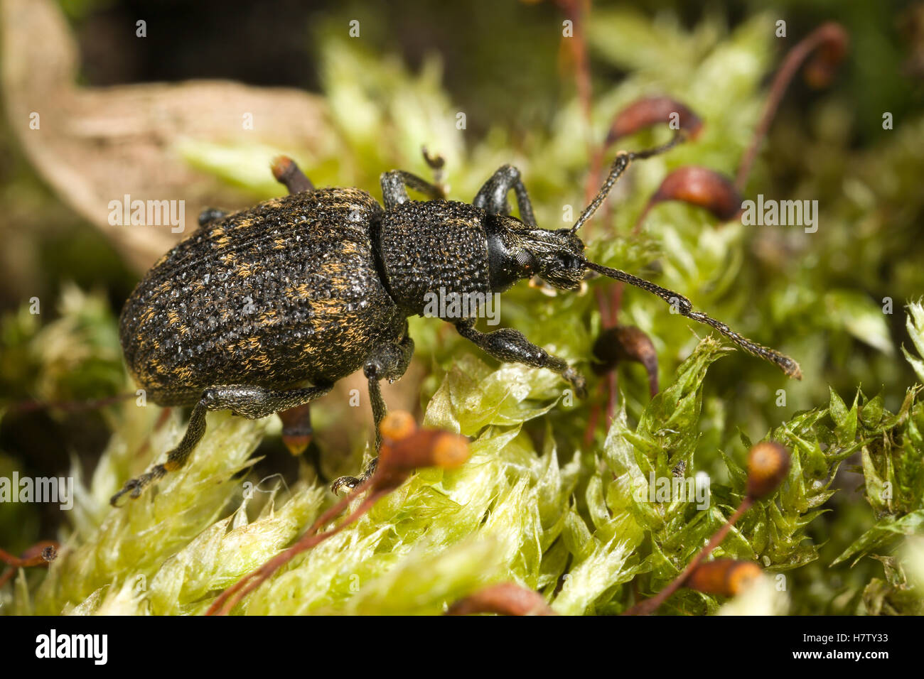 Black Vine Weevil (Otiorhynchus sulcatus) walking on moss, Den Helder ...