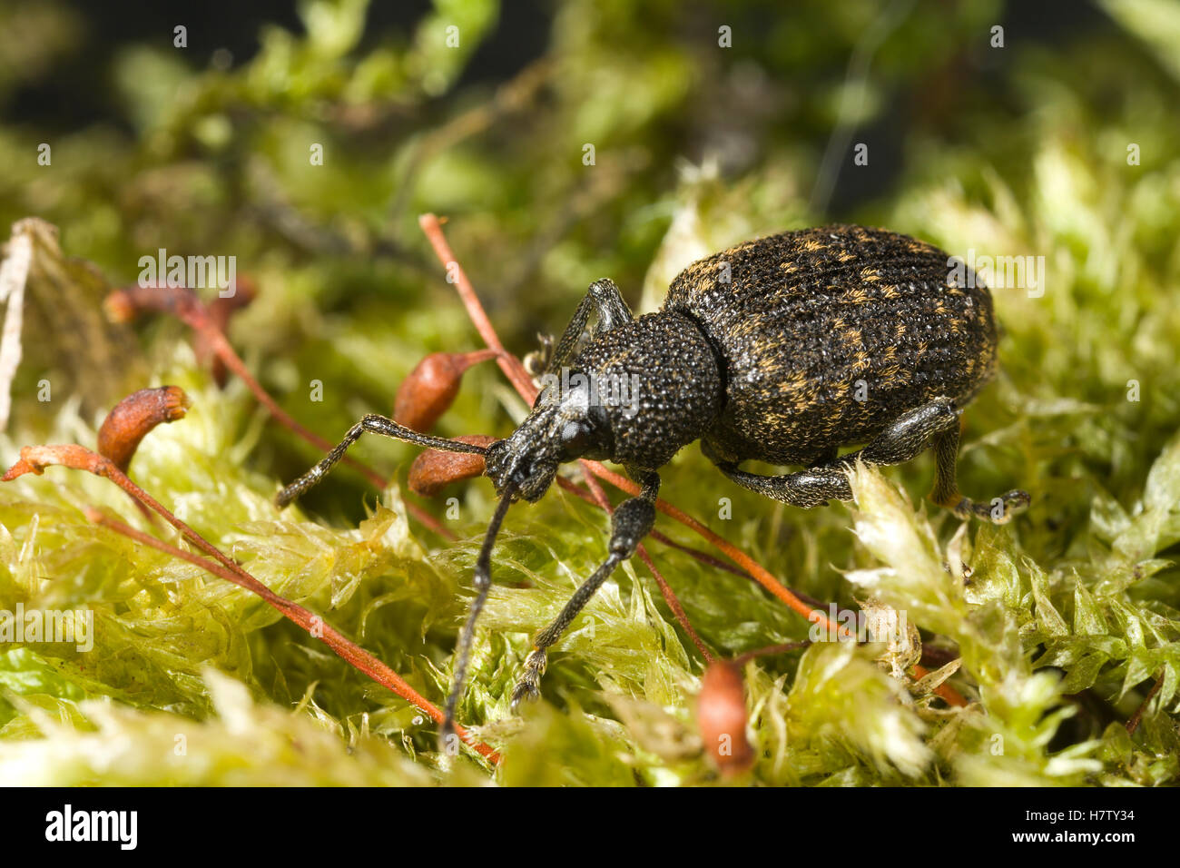 Black Vine Weevil (Otiorhynchus sulcatus) walking on moss, Den Helder ...