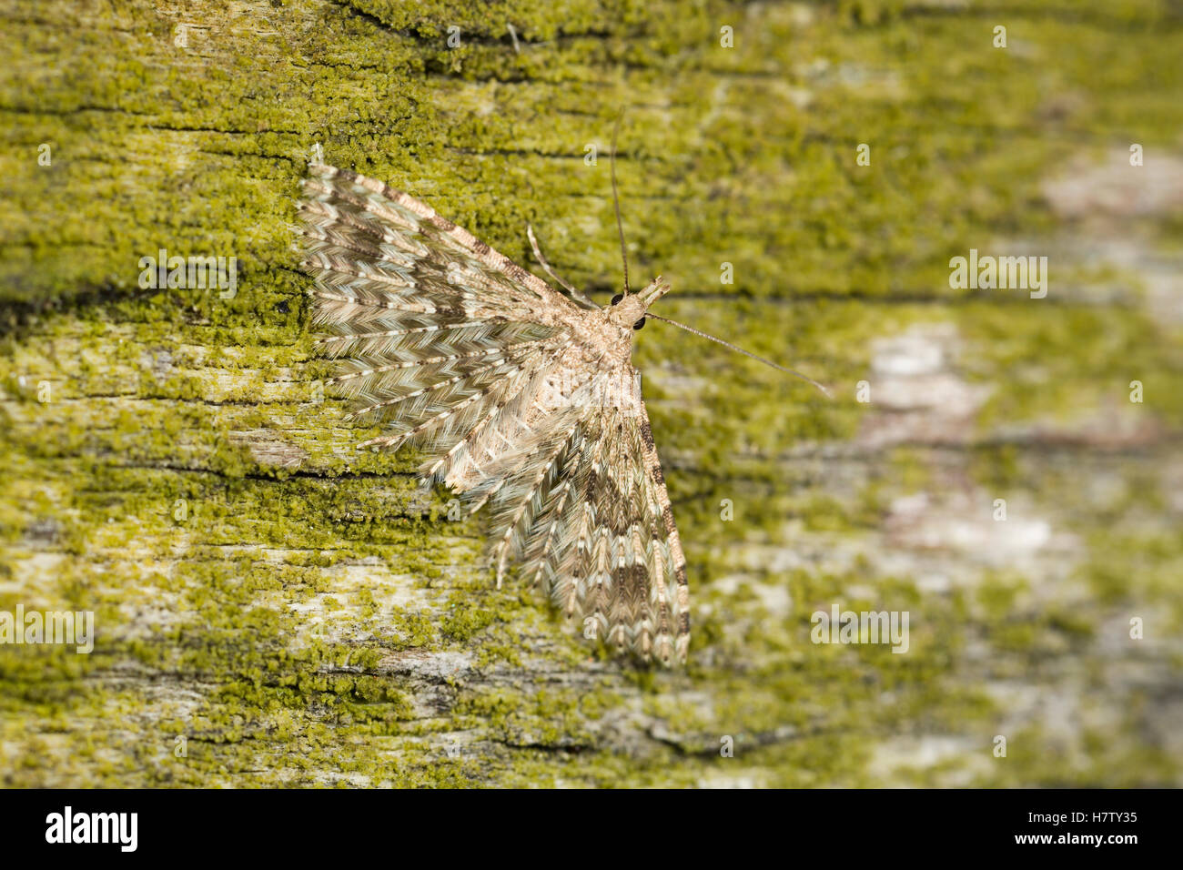 Twenty-plumed Moth (Alucita hexadactyla), Den Helder, Netherlands Stock ...
