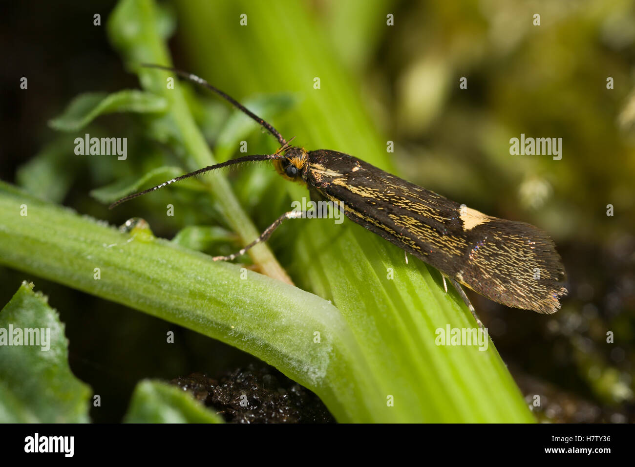 Moth (Esperia sulphurella), Den Helder, Netherlands Stock Photo - Alamy