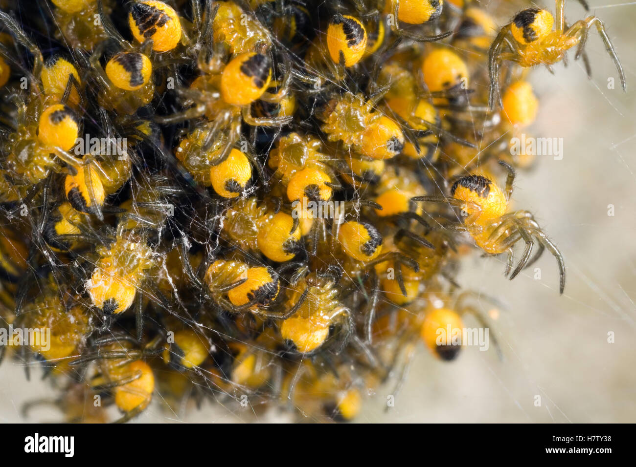 Garden Spider (Araneus diadematus) spiderlings, Den Helder, Netherlands ...