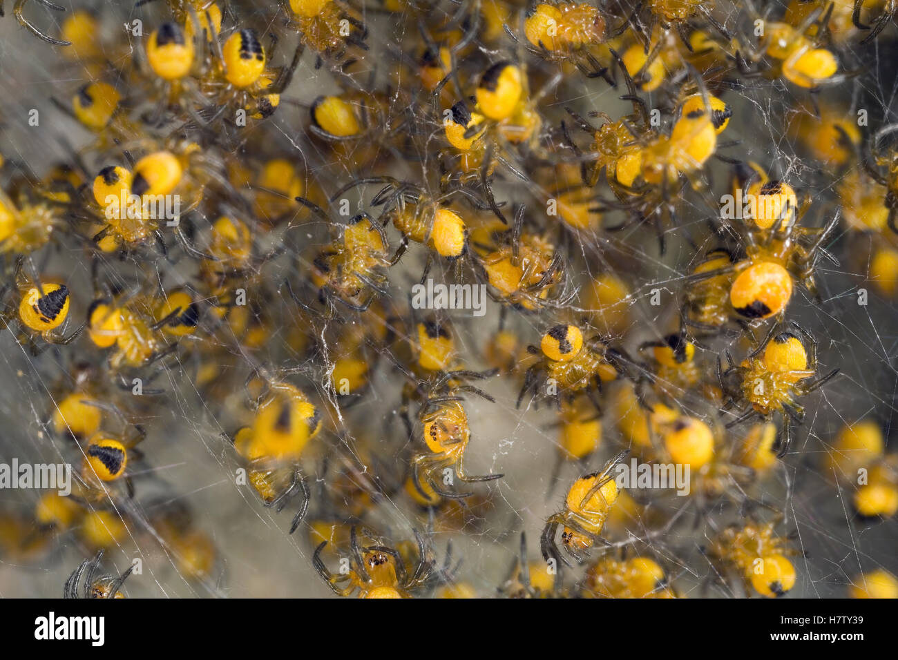 Garden Spider (Araneus diadematus) spiderlings, Den Helder, Netherlands ...