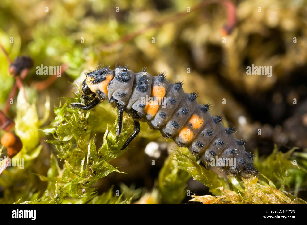 Seven-spotted Ladybird (Coccinella septempunctata) larva, Den Helder ...