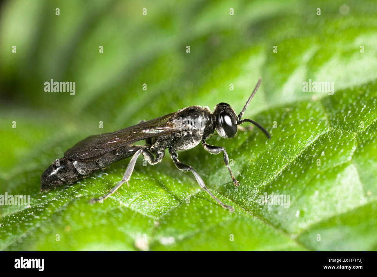 Mud Dauber Wasp (Trypoxylon figulus) on leaf, Den Helder, Netherlands ...