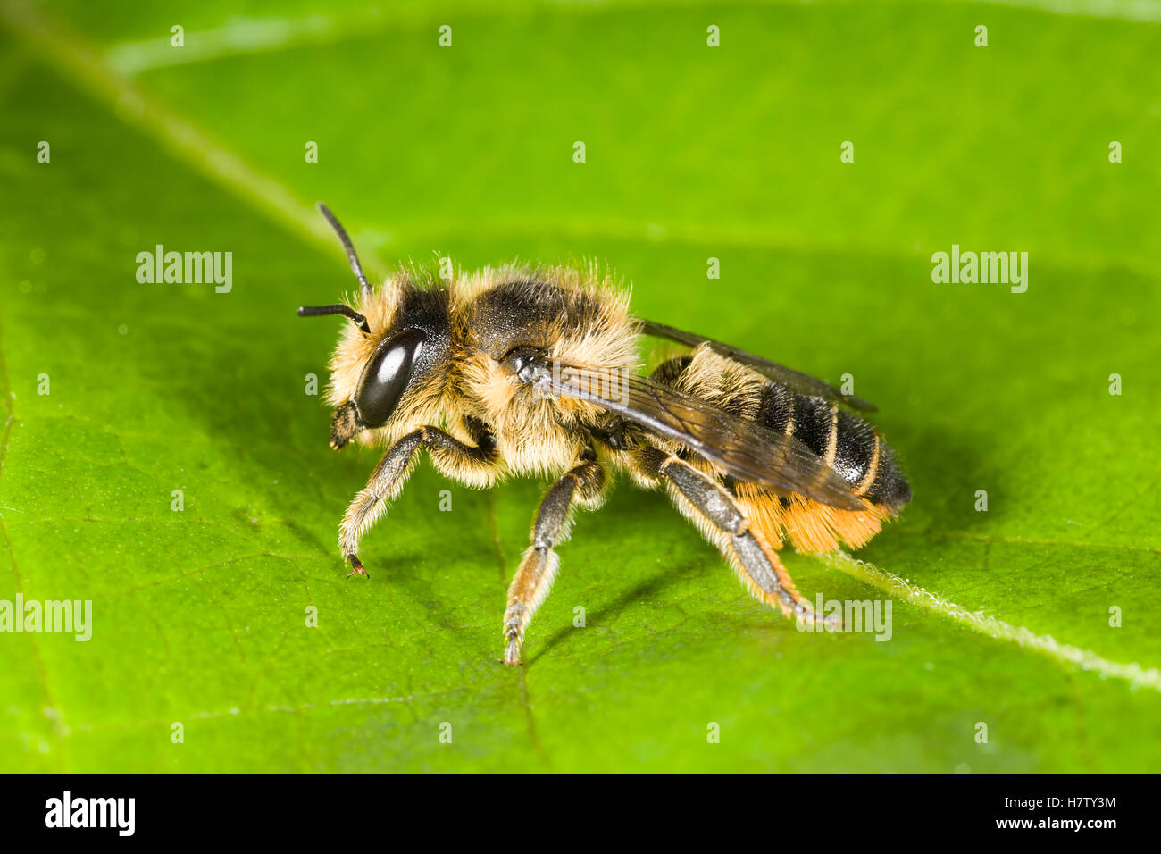 Leafcutter Bee (Megachile centuncularis) female on leaf, Den Helder ...