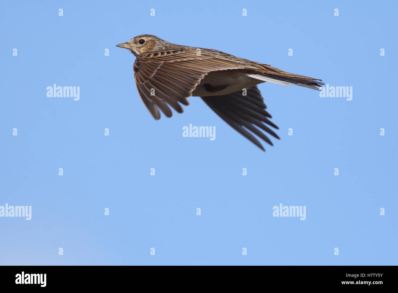 Eurasian Skylark (Alauda arvensis) flying, Flevoland, Netherlands Stock ...
