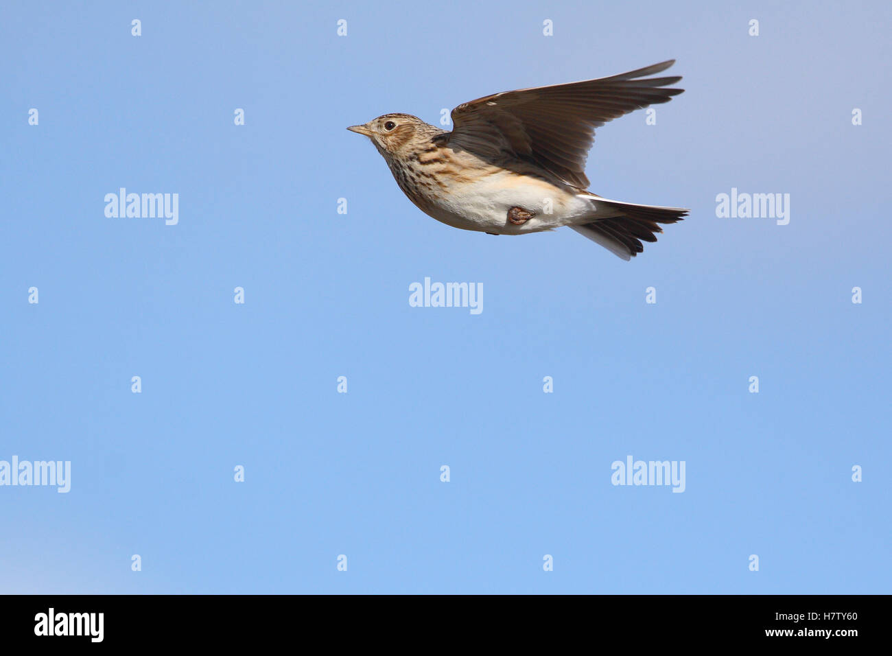 Eurasian Skylark (Alauda arvensis) flying, Flevoland, Netherlands Stock ...