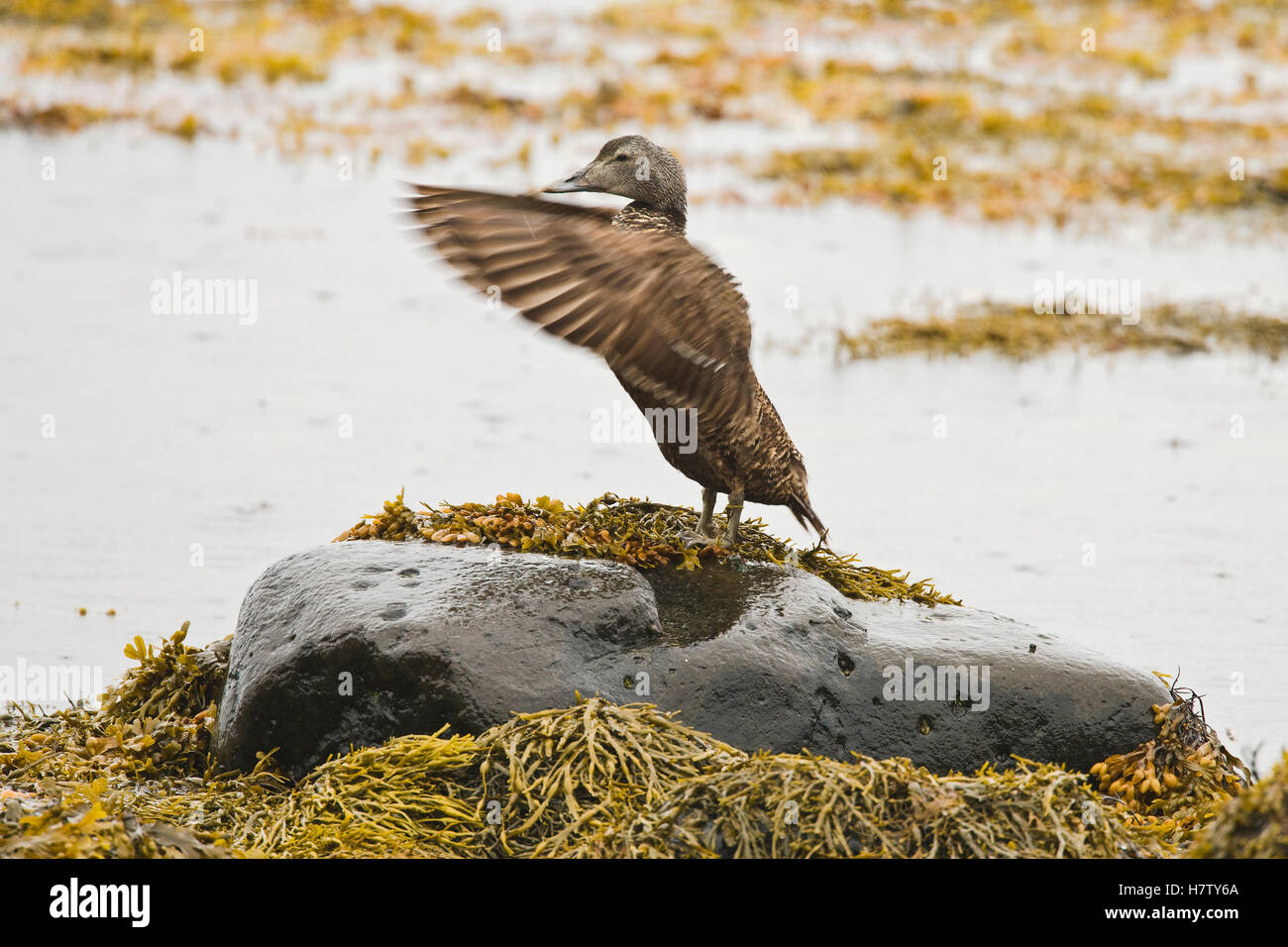 Common Eider (Somateria mollissima) female shaking her feathers ...