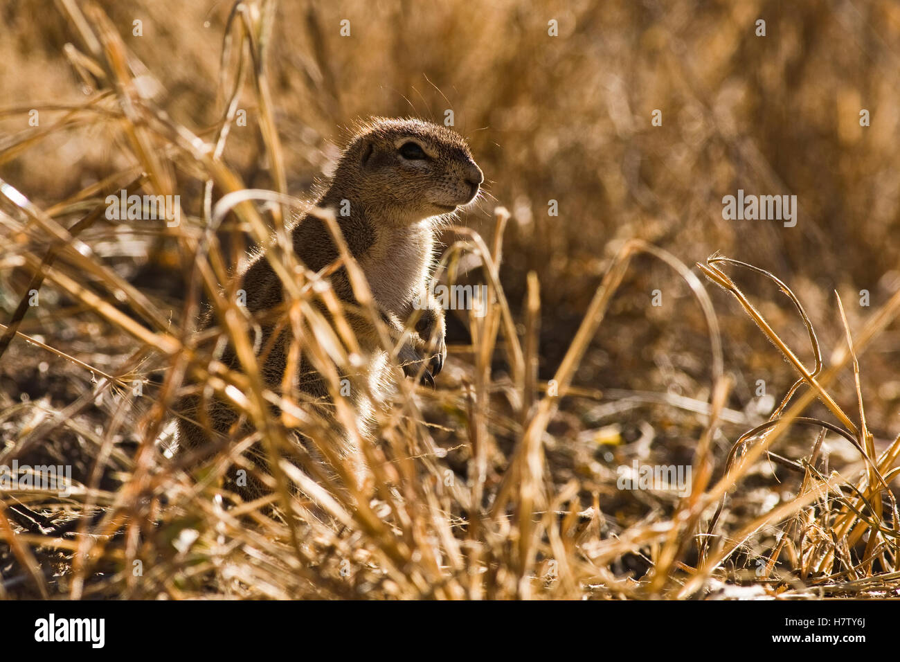 Cape Ground Squirrel (Xerus inauris) hiding in the grass, Waterberg ...