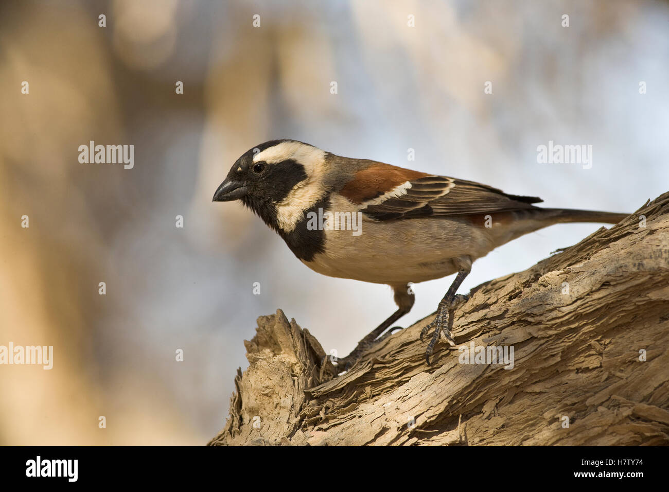 Mossie (Passer melanurus), Africa Stock Photo - Alamy
