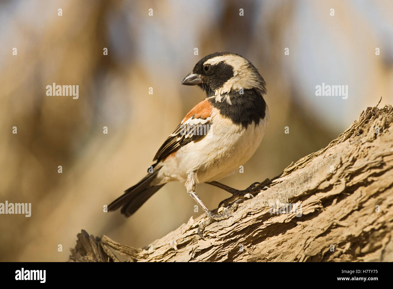 Mossie (Passer melanurus), Africa Stock Photo - Alamy