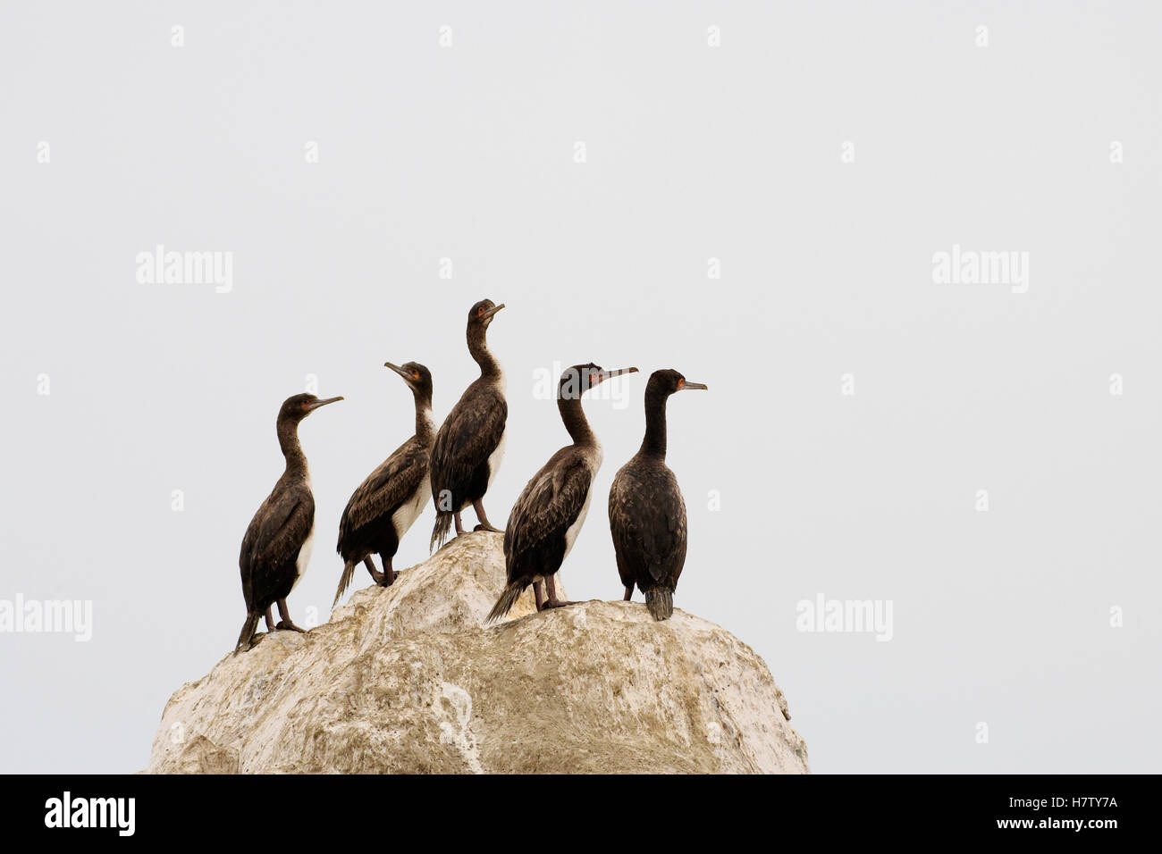 Guanay Cormorant (Phalacrocorax bougainvillii) group sitting on cliff ...