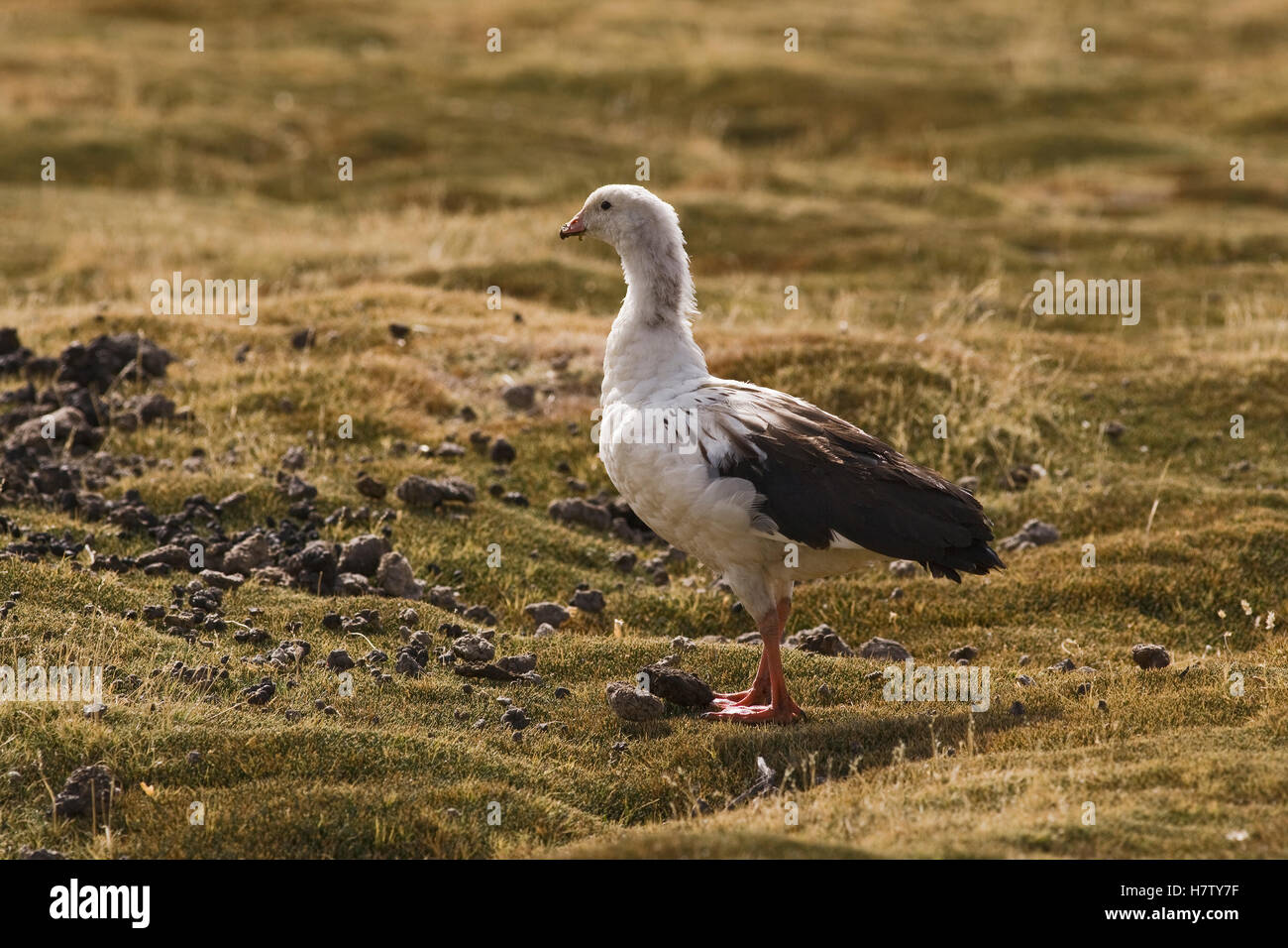 Andean Goose (Chloephaga melanoptera) walking, Lauca National Park ...