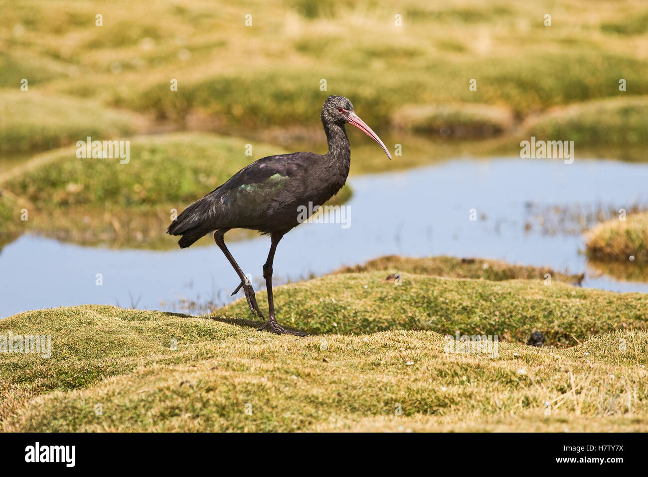 Puna Ibis (Plegadis ridgwayi) walking on grassy spot in swamp, Lauca ...