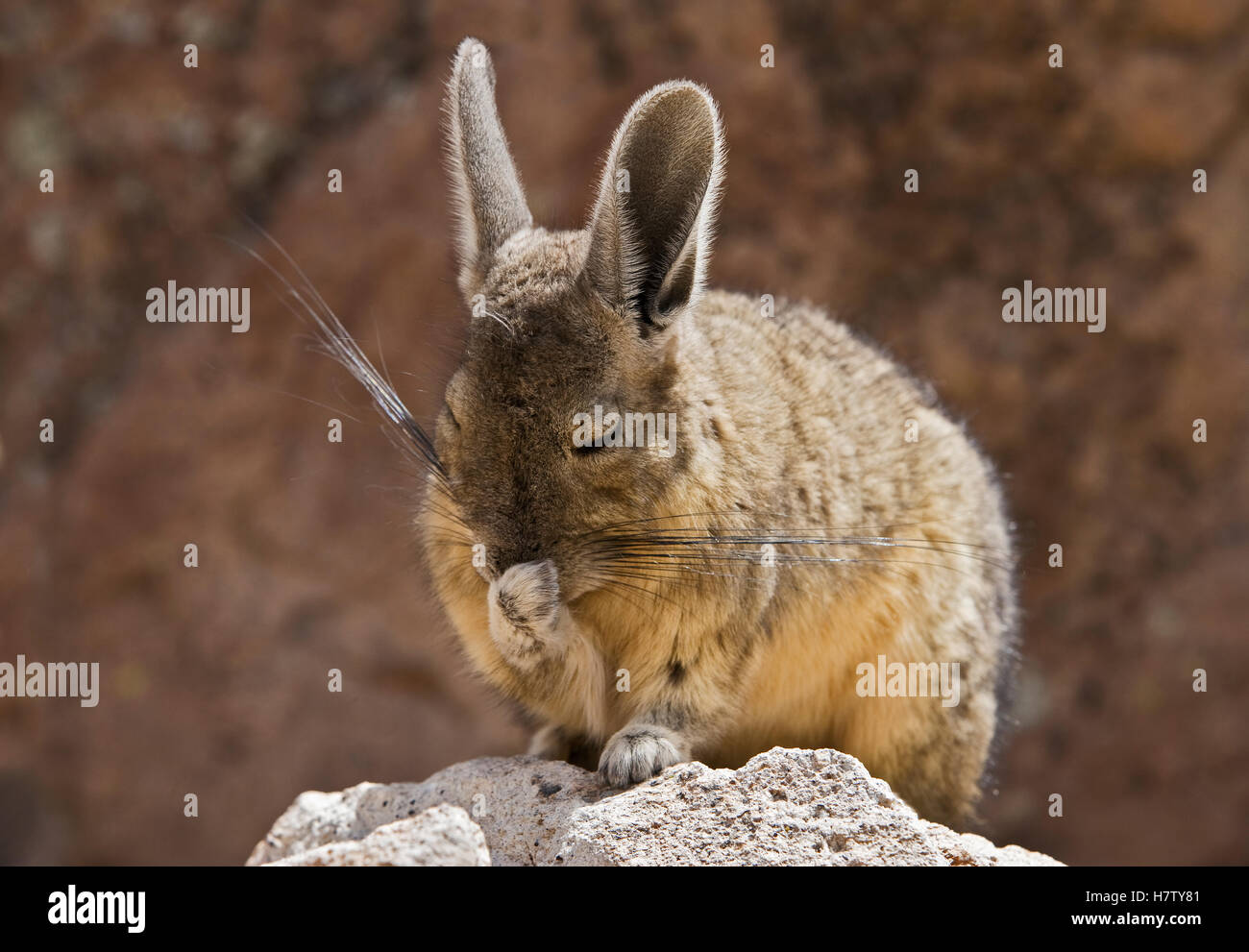 Southern Viscacha (Lagidium viscacia) grooming, Las Vicunas National ...