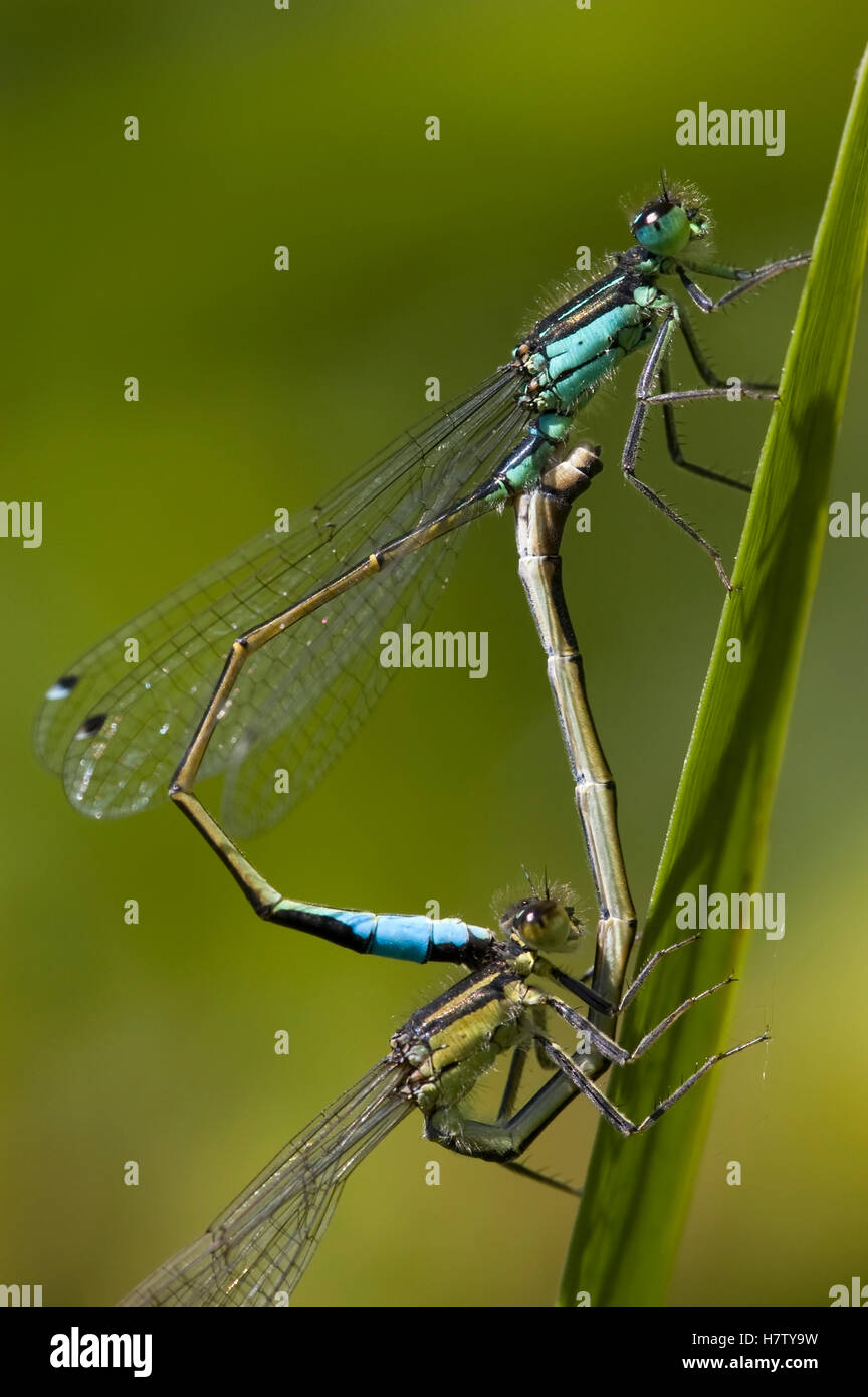 Blue-tailed Damselfly (Ischnura elegans) pair mating, Erp, Netherlands Stock Photo - Alamy