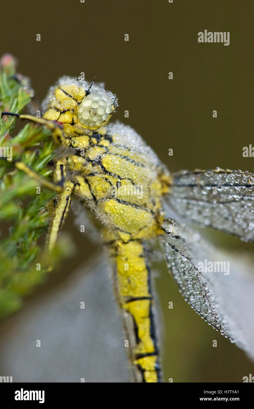 Yellow-legged Clubtail (Gomphus pulchellus) covered in dew, Stippelberg ...