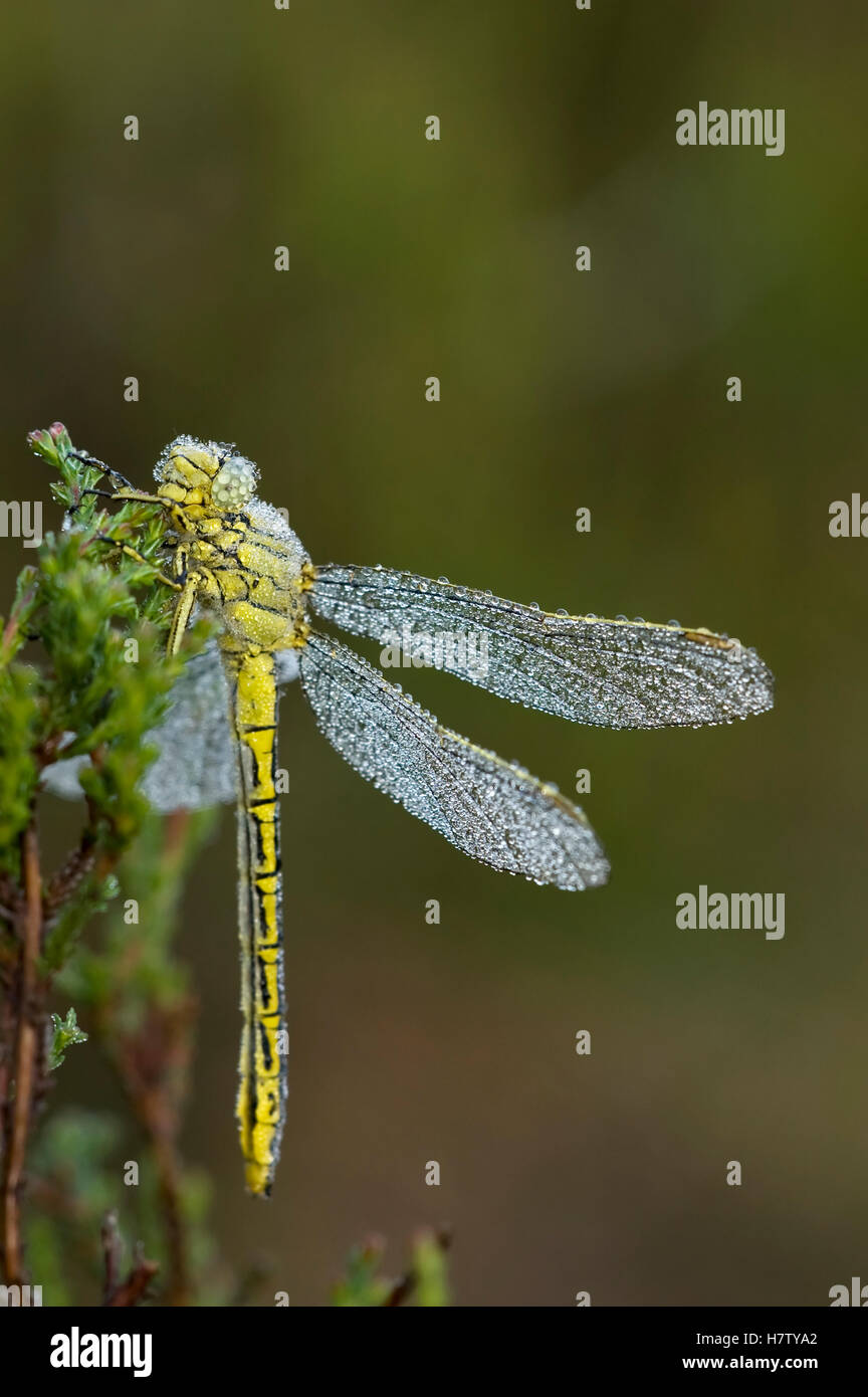 Yellow-legged Clubtail (Gomphus pulchellus) covered in dew, Stippelberg ...