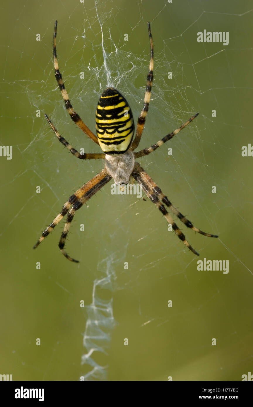 Wasp Spider (Argiope bruennichi) female in her web, Erp, Netherlands Stock Photo - Alamy