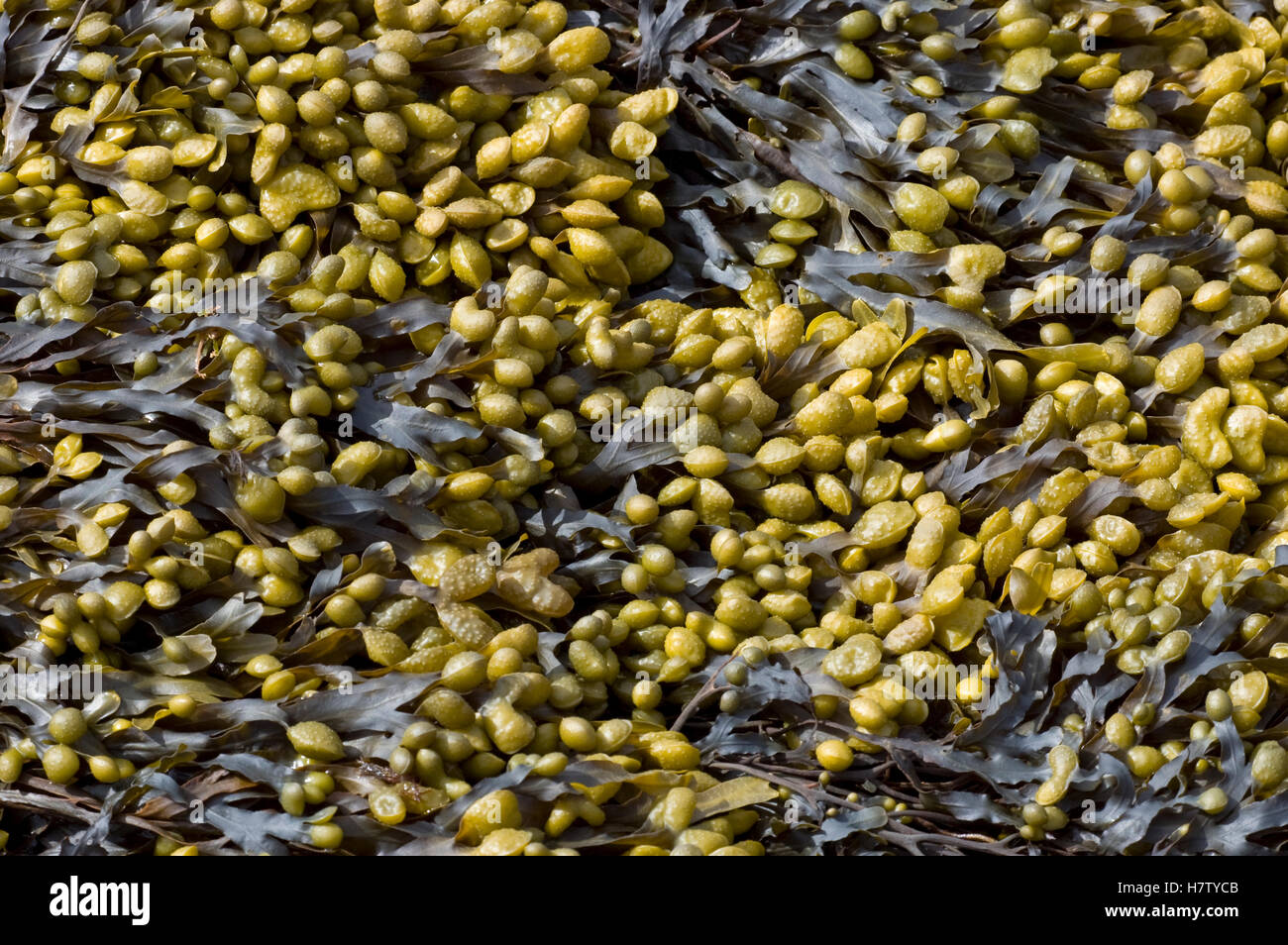 Bladder Wrack (Fucus vesiculosus), Bretagne, France Stock Photo - Alamy