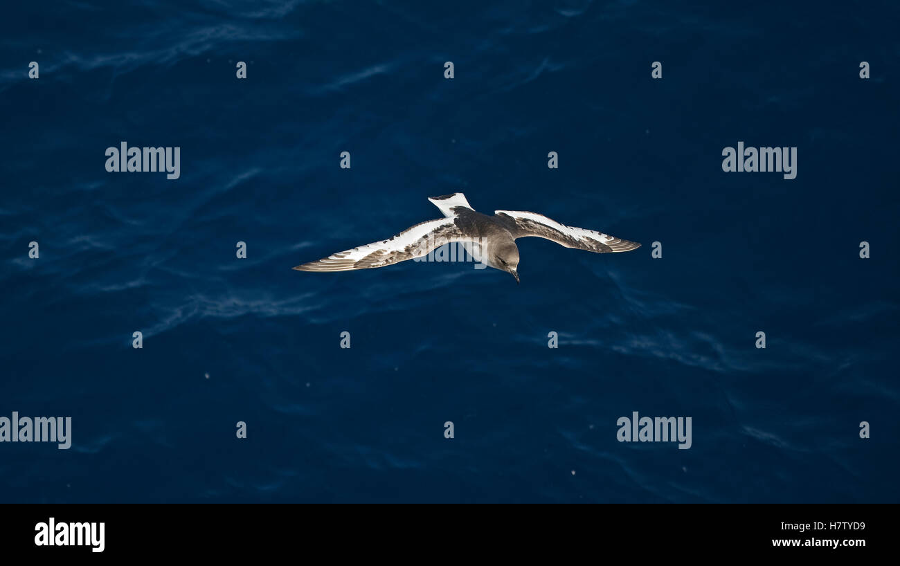 Antarctic Petrel (Thalassoica antarctica) flying over the water ...