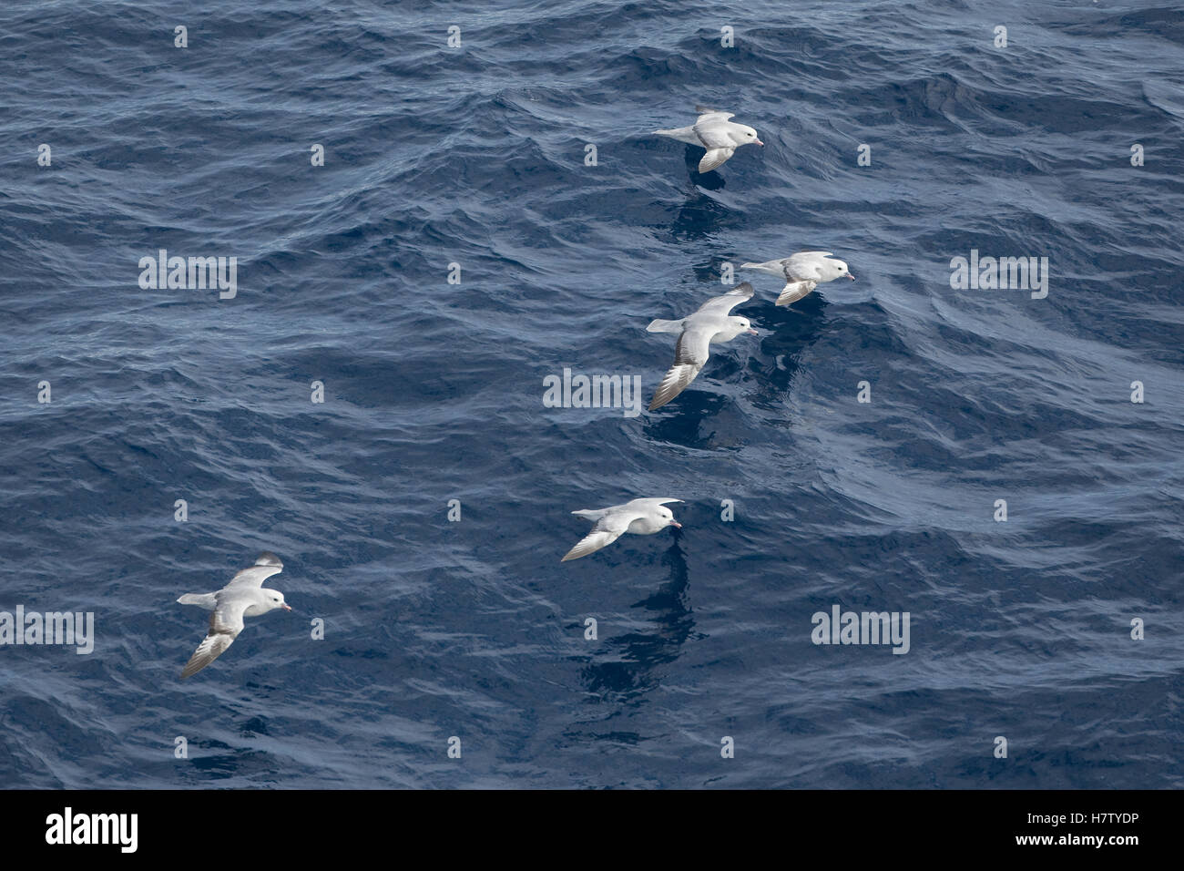 Southern Fulmar (Fulmarus glacialoides) flock flying close to water ...
