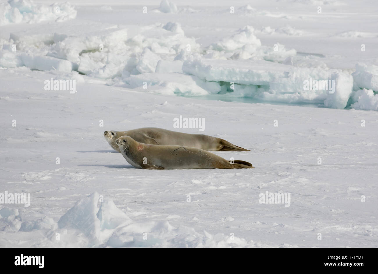 Crabeater Seal (Lobodon carcinophagus) pair resting on sea ice ...