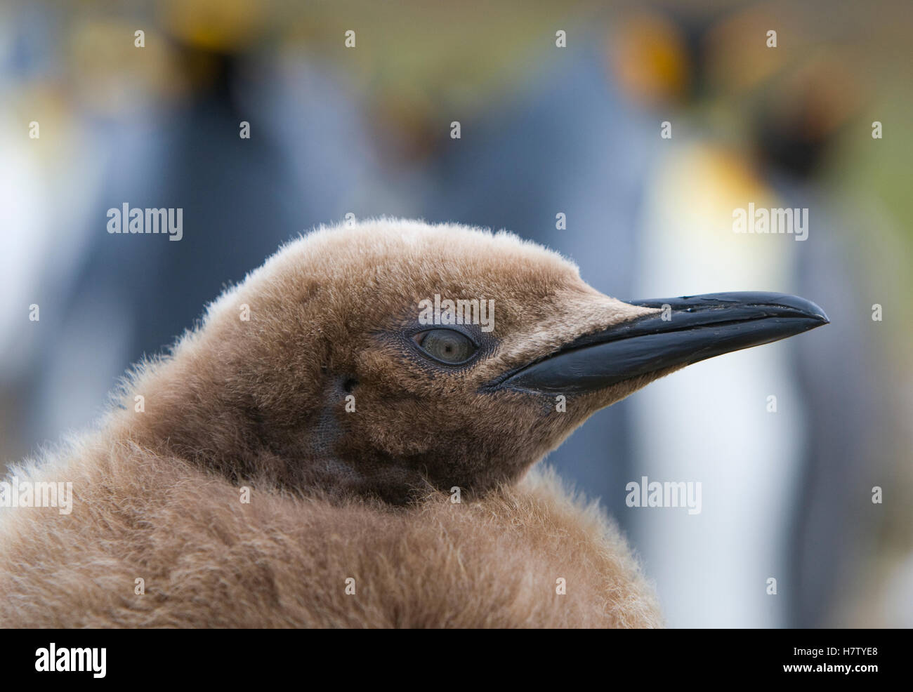 King Penguin (Aptenodytes patagonicus) chick, Falkland Islands Stock ...