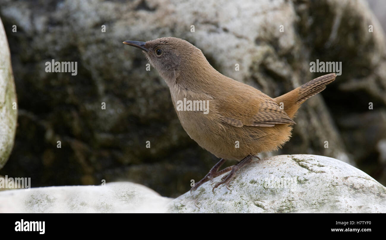 Cobb's Wren (Troglodytes cobbi), Falkland Islands Stock Photo - Alamy