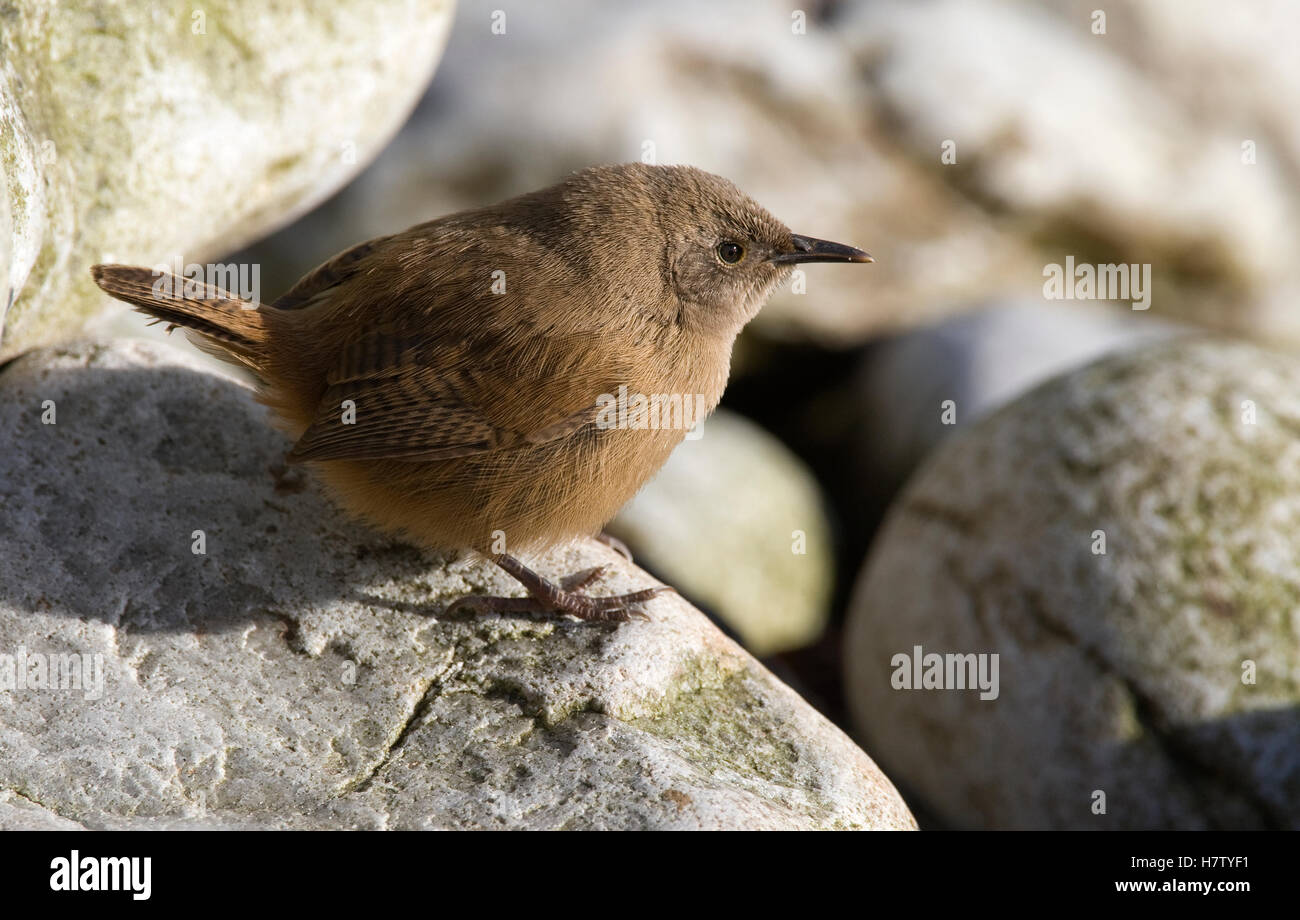 Cobb's Wren (Troglodytes cobbi), Falkland Islands Stock Photo - Alamy