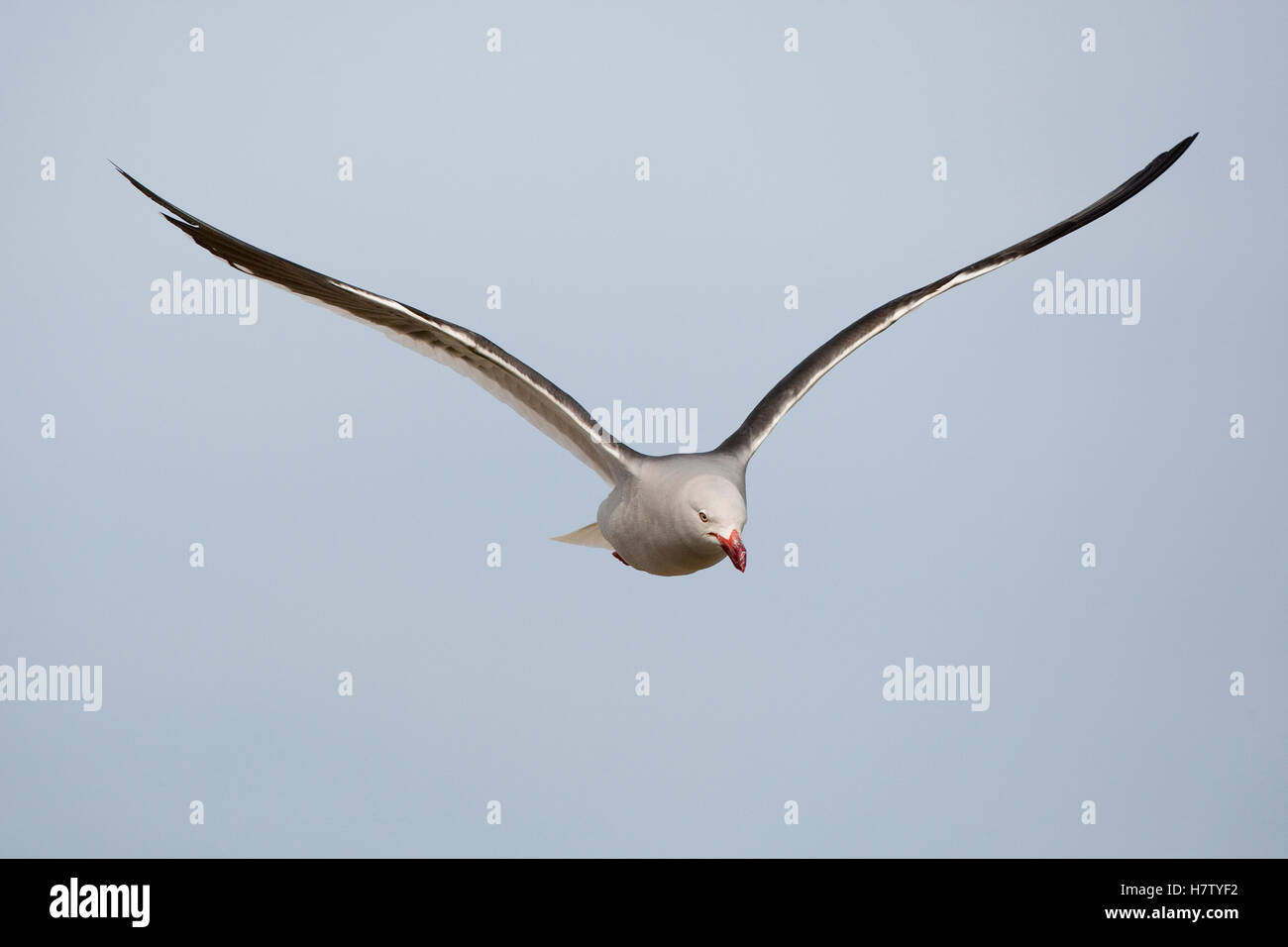 Dolphin Gull (Leucophaeus scoresbii) flying, Falkland Islands Stock ...