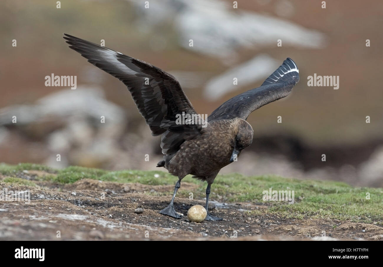 Antarctic Skua (Catharacta antarctica) stealing penguin egg, Falkland ...