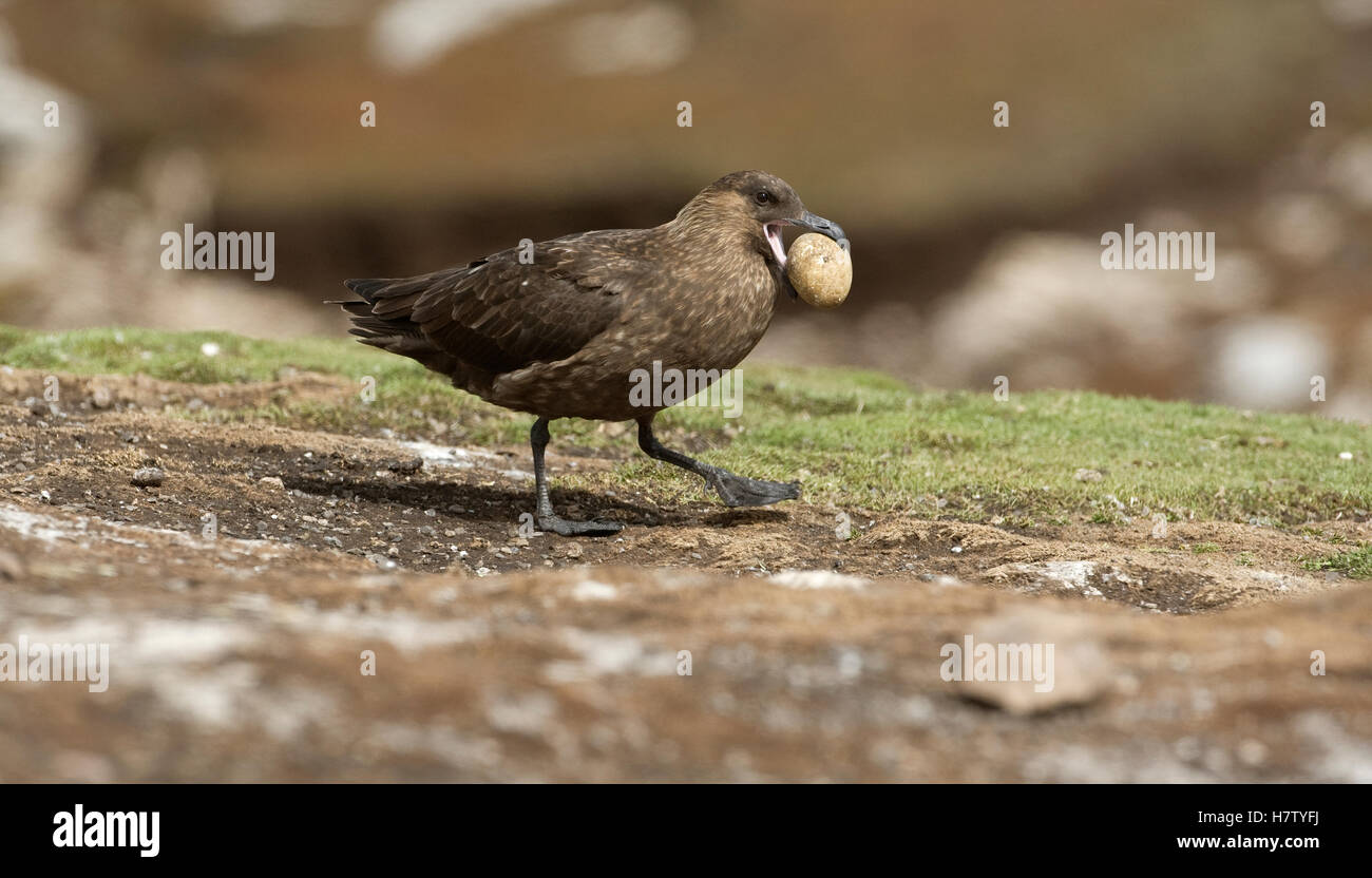 Antarctic Skua (Catharacta antarctica) stealing penguin egg, Falkland ...