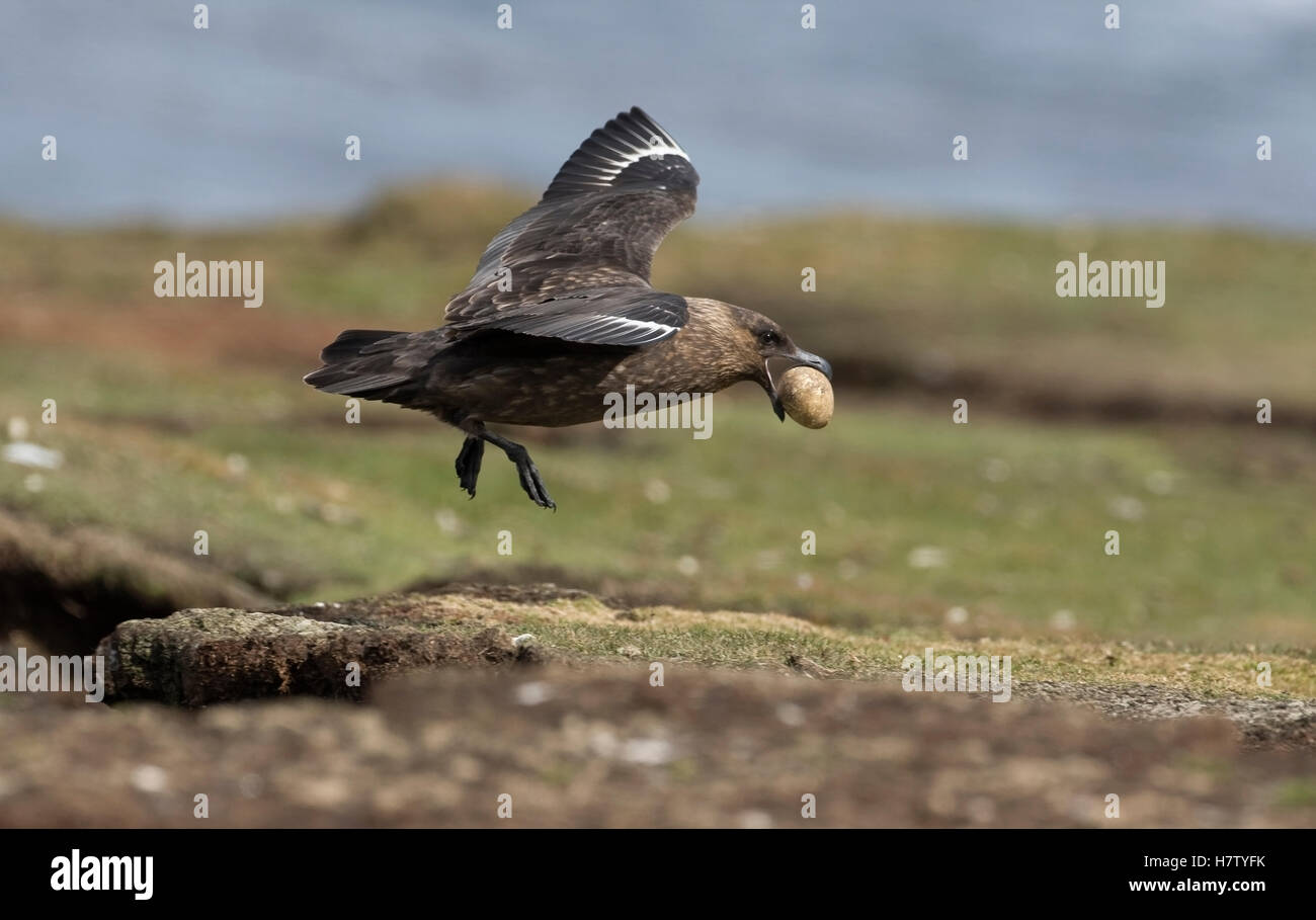 Antarctic Skua (Catharacta antarctica) stealing penguin egg, Falkland ...