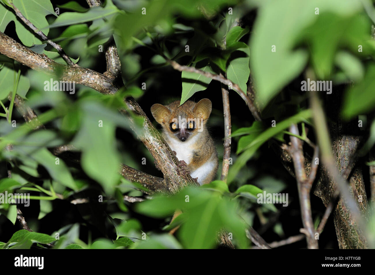 Brown Mouse Lemur (Microcebus rufus) at night, Berenty Private Reserve ...